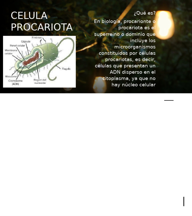 CELULA PROCARIOTA | PDF