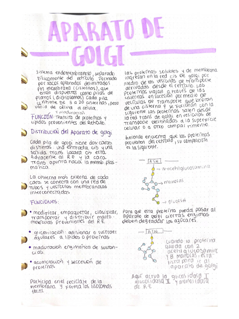 Solemne 2 Biocel | PDF