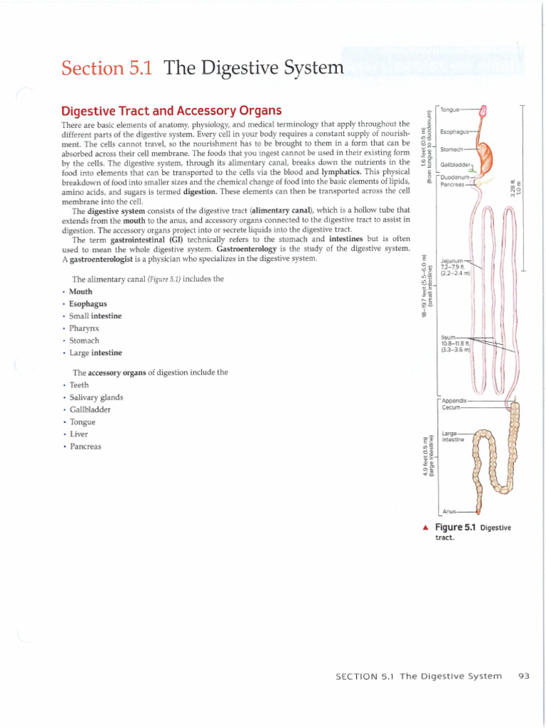 Chapter 05 - The Digestive System | PDF