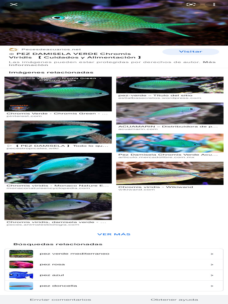 pez verde - Búsqueda de Google | PDF