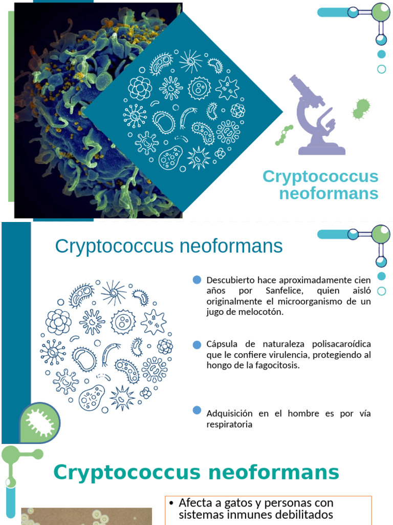 Crip To Cocus | PDF | Micología | Microbiología