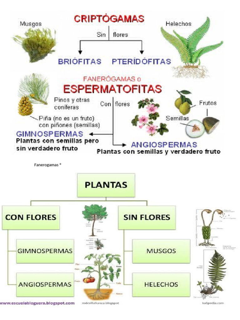 Fanerogamas y Criptogamas graficos | PDF