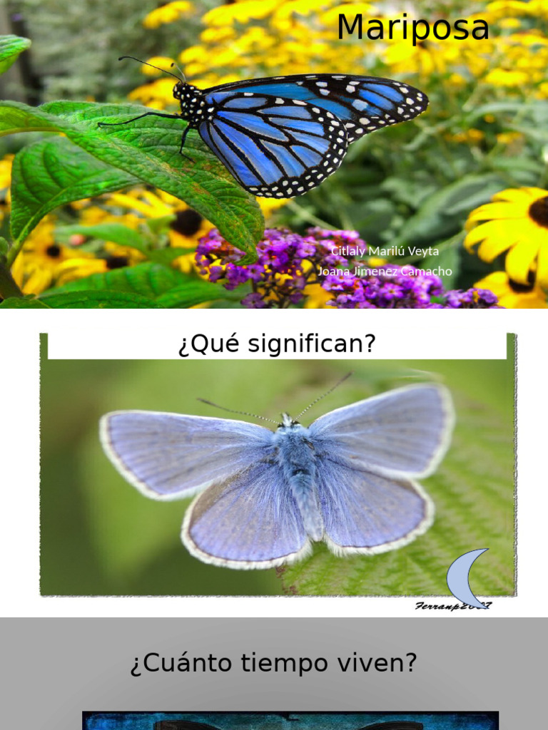 Mariposa | PDF
