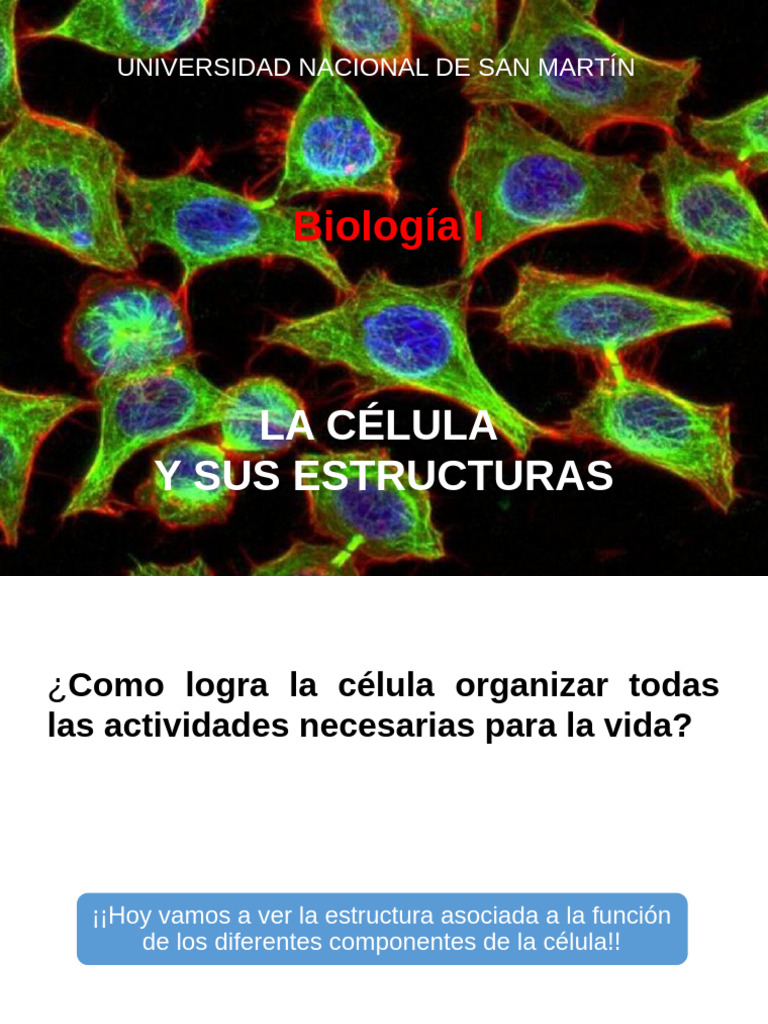 Clase Teórica N°3 TM - Célula-2C-2024 TN - Campus | PDF | Lisosoma ...