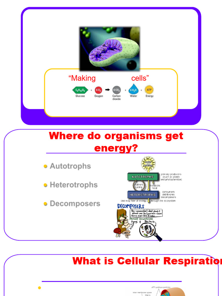 Cellular Respiration Lesson | PDF | Cellular Respiration | Adenosine ...