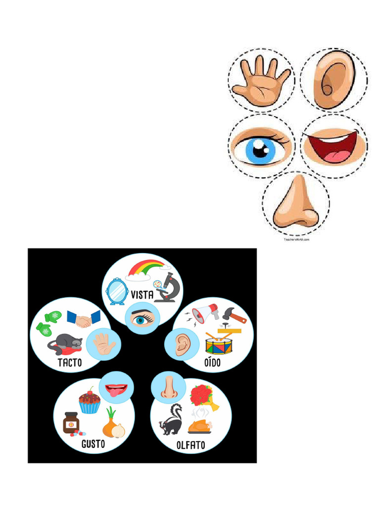 5 sentidos | PDF