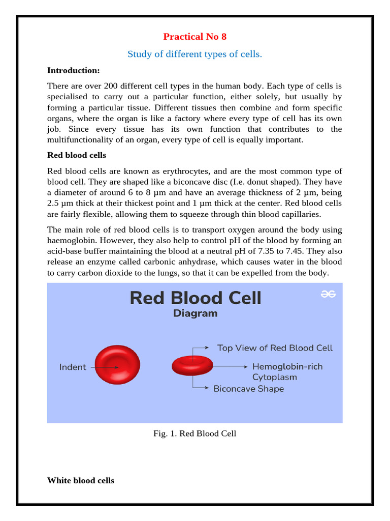 Overview of Human Cell Types | PDF | Muscle | Granulocyte