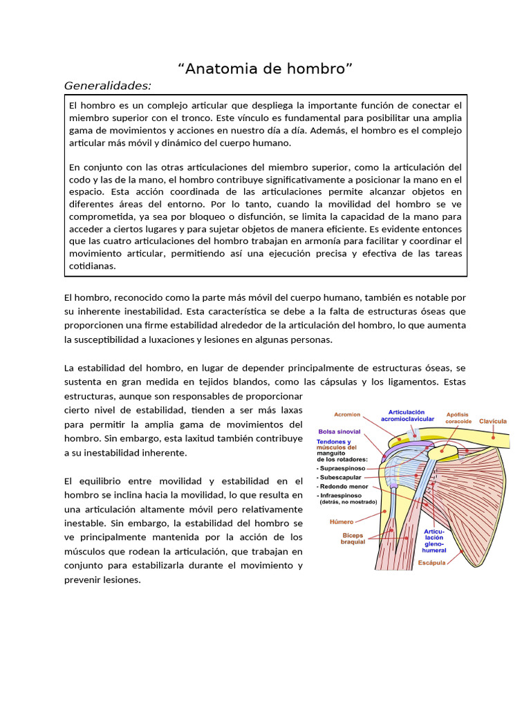 Anatomía y Función del Hombro Humano | PDF | Hombro | Articulación
