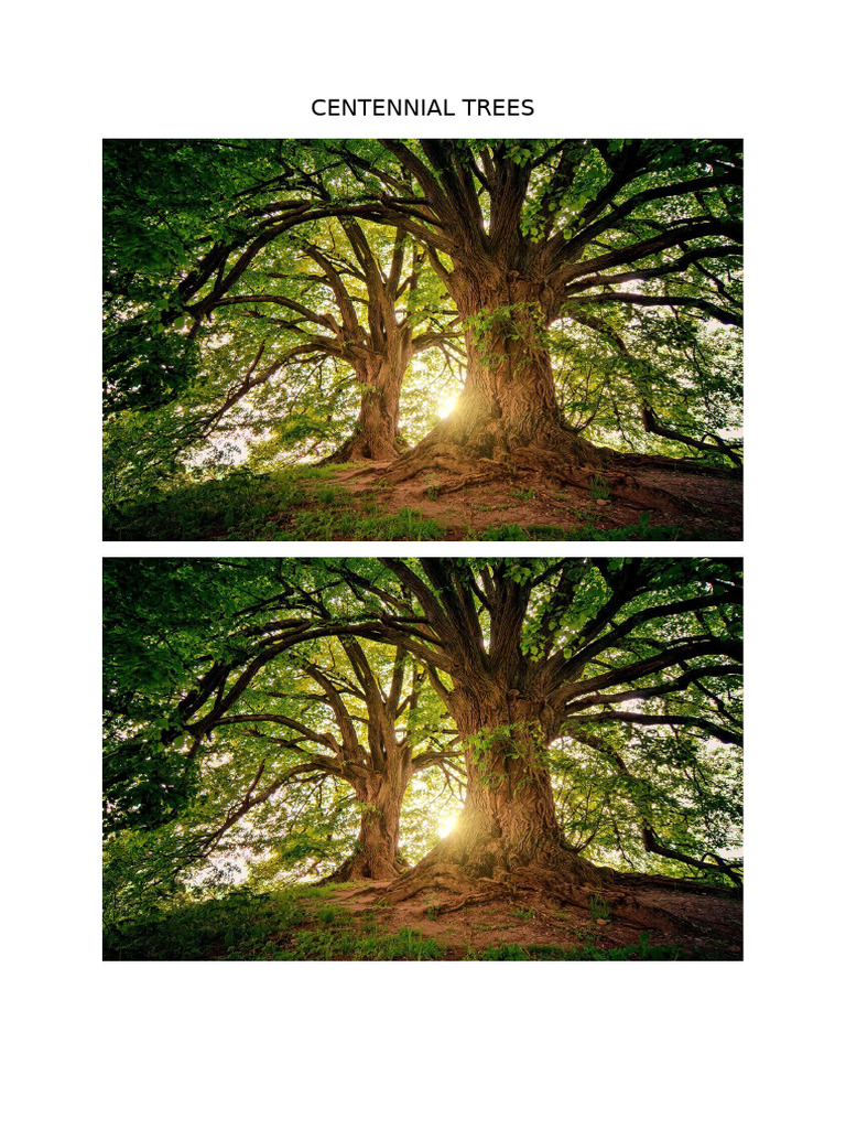 CENTENNIAL TREES | PDF