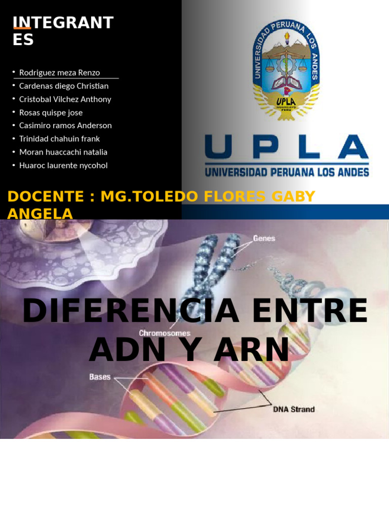 ADN vs ARN: Diferencias Clave | PDF | Rna | Adn