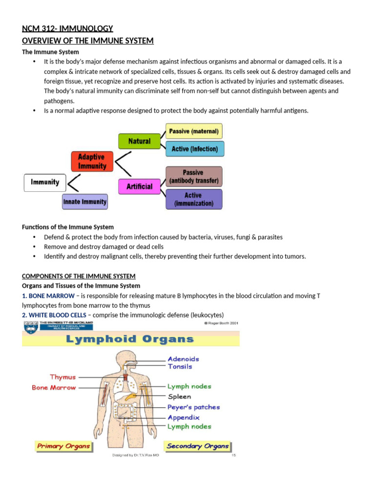 Overview of The Immune System | PDF | White Blood Cell | Immune System