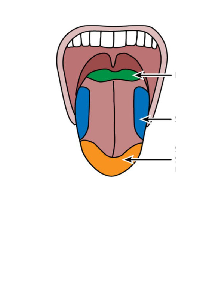 Lidah | PDF
