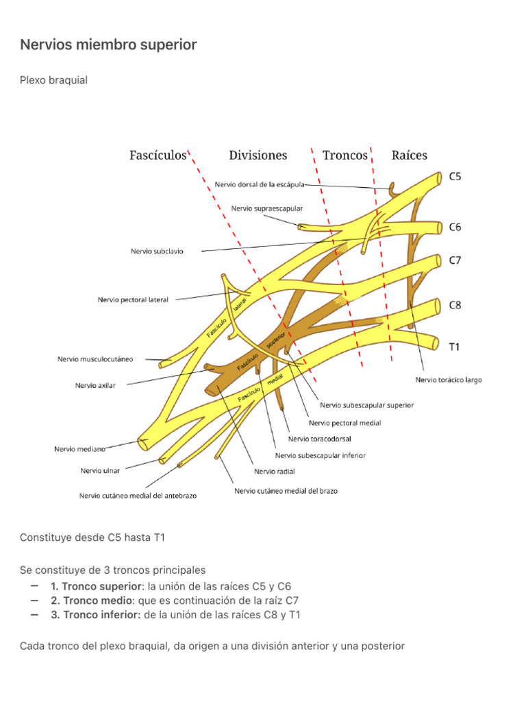 Anatomía del Plexo Braquial y Nervios | PDF | Mano | Tejido suave