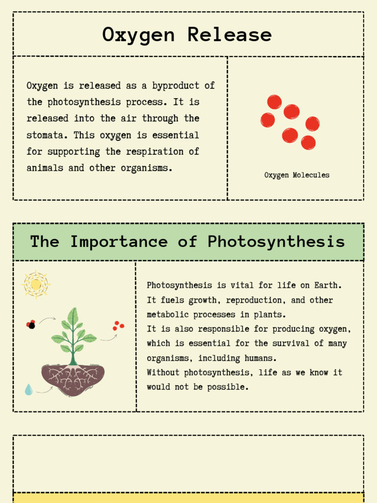 Photosynthesis Note | PDF