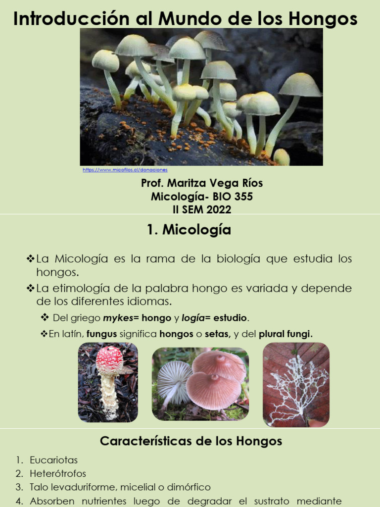 Introducción Al Mundo de Los Hongos BIO 355 2022 | PDF | Hongo ...