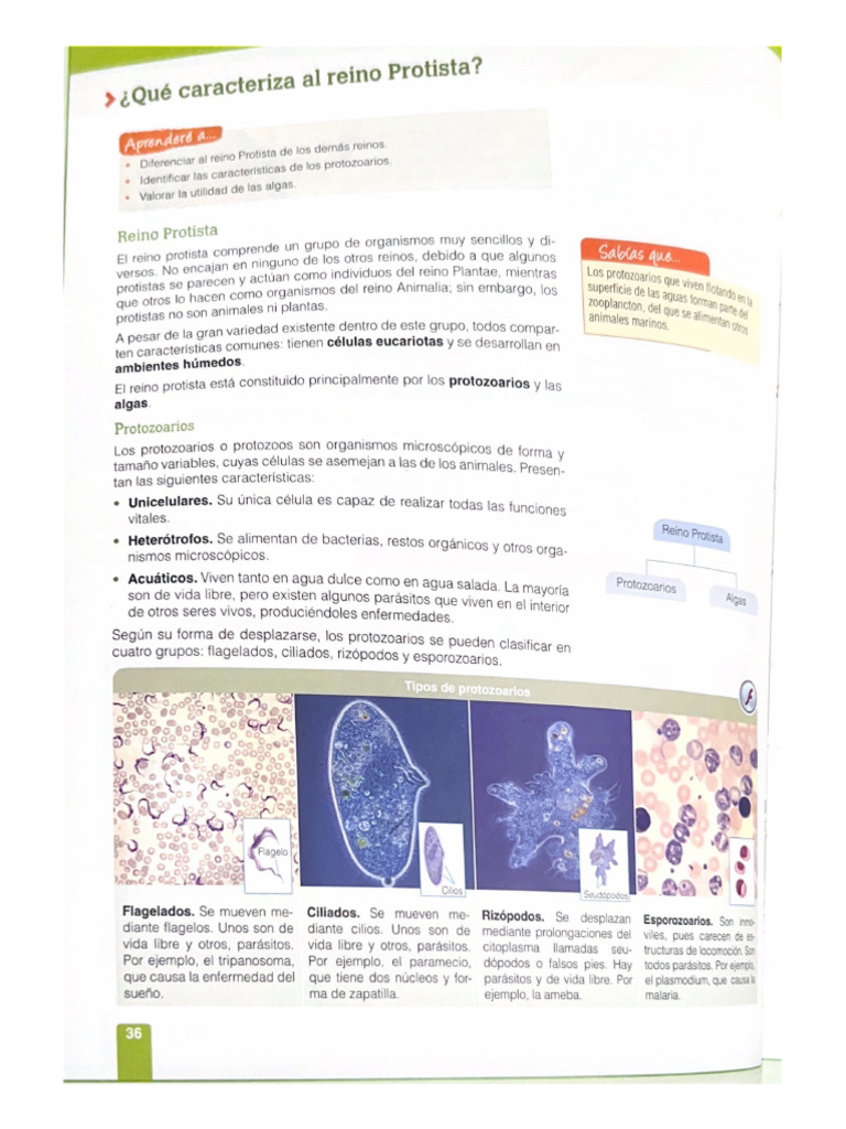 ¿Qué Caracteriza Al Reino Protista | PDF