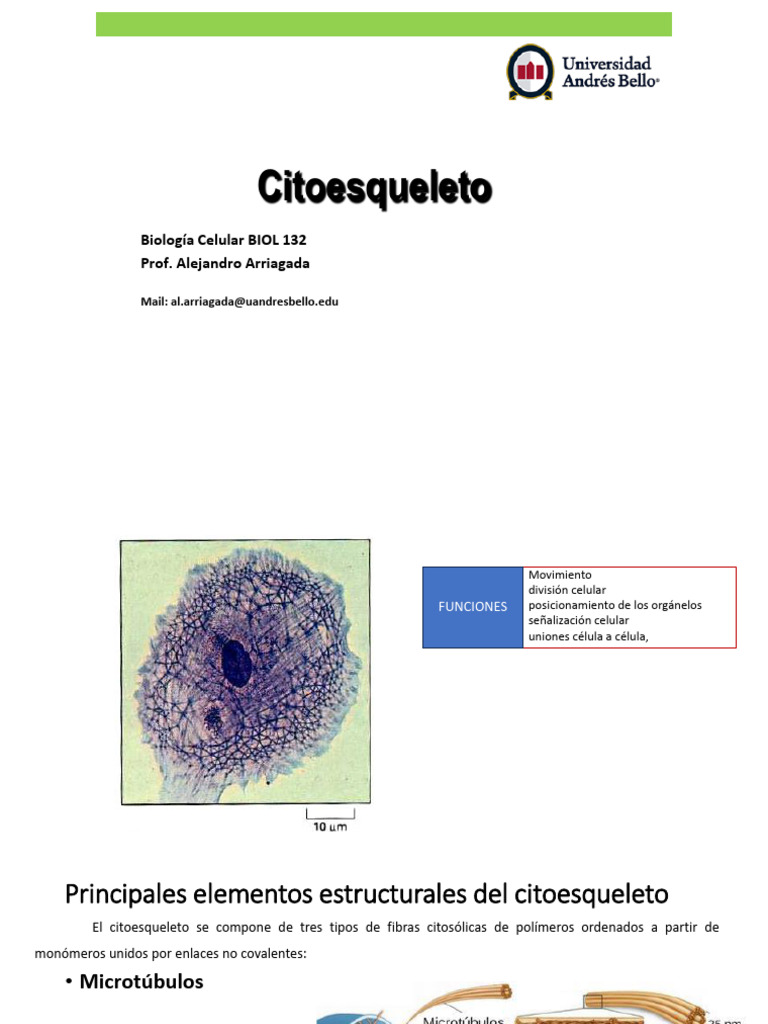 Clase 15 - Citoesqueleto BIOL132 2024-2 | PDF | Microtúbulos | Actina
