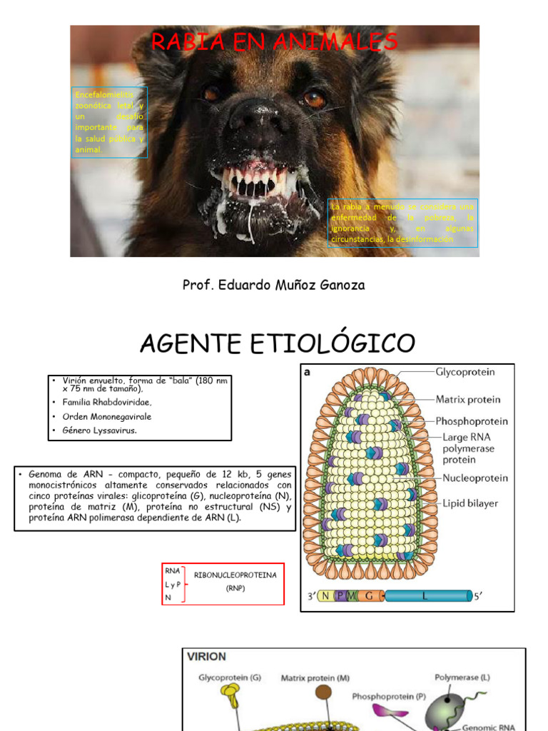 RABIA EN ANIMALES (Autoguardado) | PDF | Rabia | Medicina CLINICA
