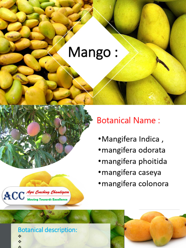 Mango Crop | PDF | Mango | Soil