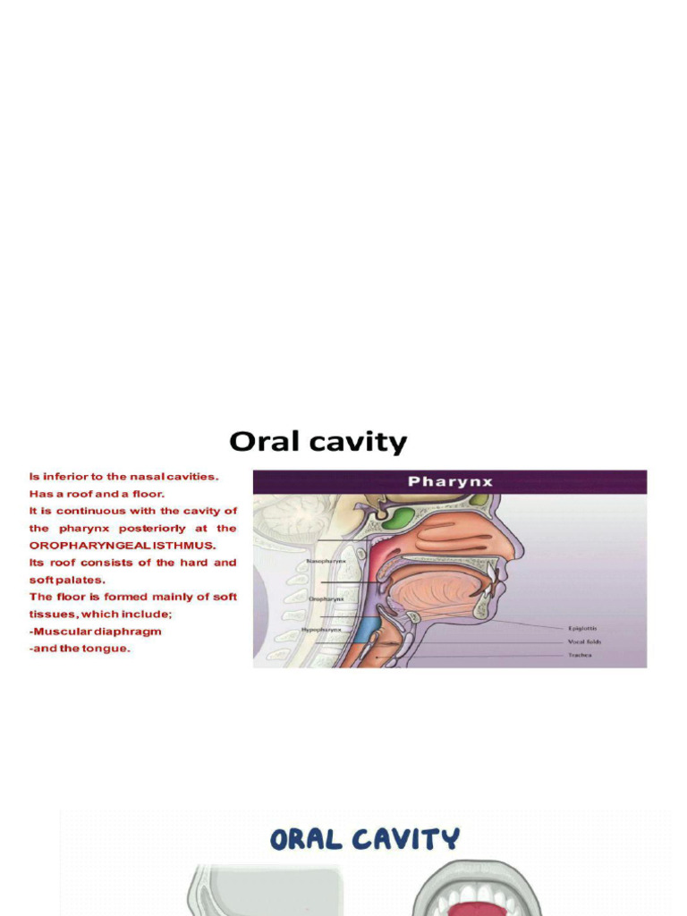 Mouth Anatomy | PDF