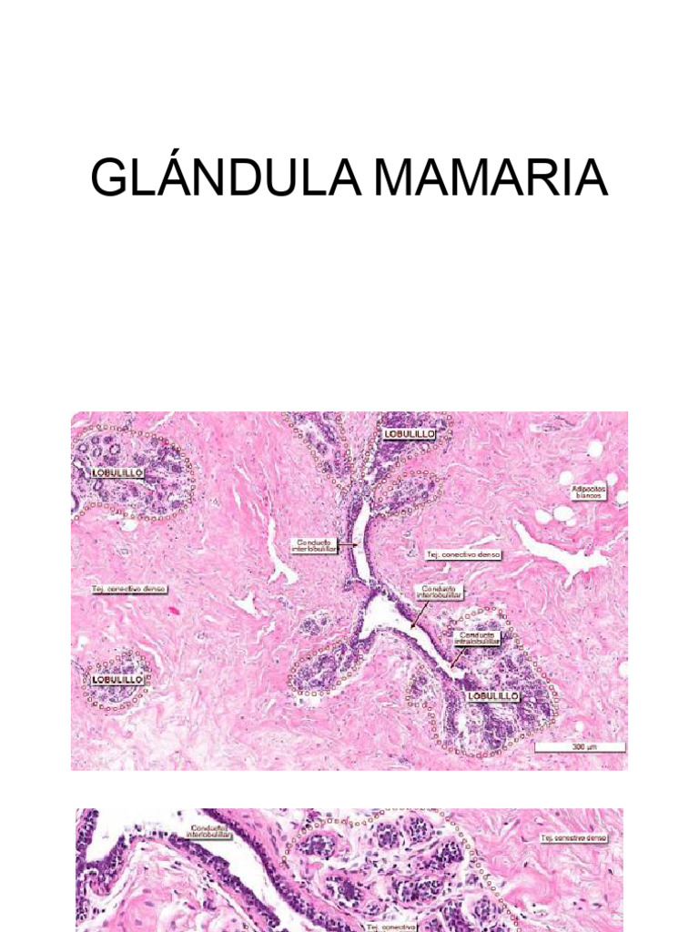 Glándula Mamaria-1 | PDF