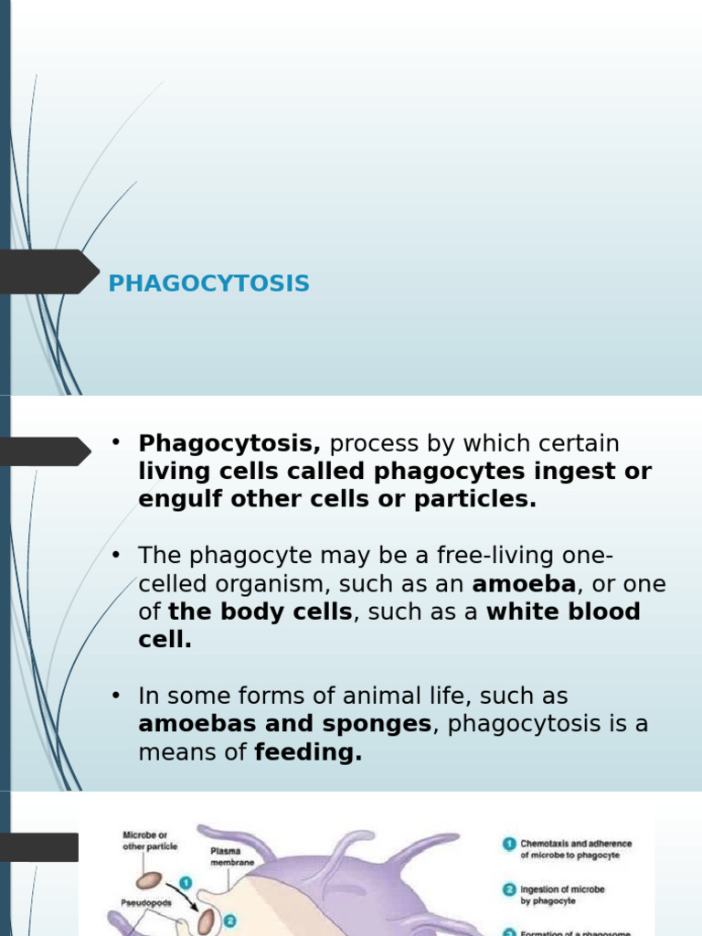 PHAGOCYTOSIS | PDF | Phagocyte | Medical Specialties