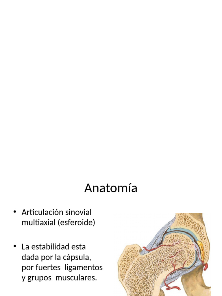Anatomía de la Cadera y Estructuras Asociadas | PDF | Sistema ...