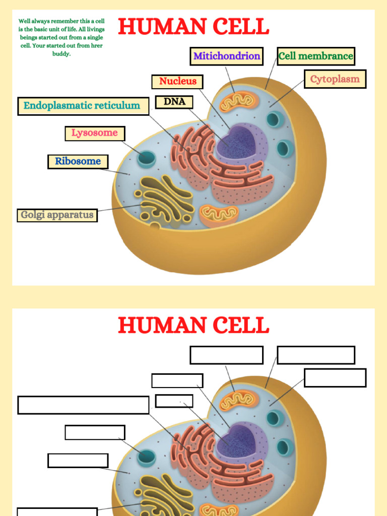 Human Cell 1 | PDF | Cell (Biology) | Endoplasmic Reticulum