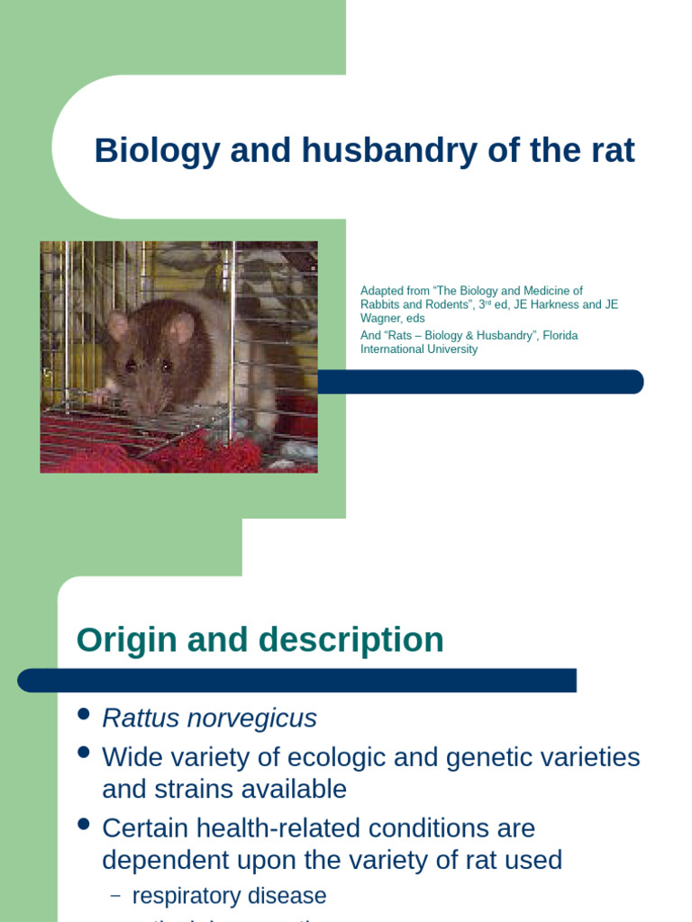 Rat Module New Ready To Load | PDF | Laboratory Rat