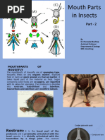 Mouthparts Prac | PDF | Insects | Arthropodology
