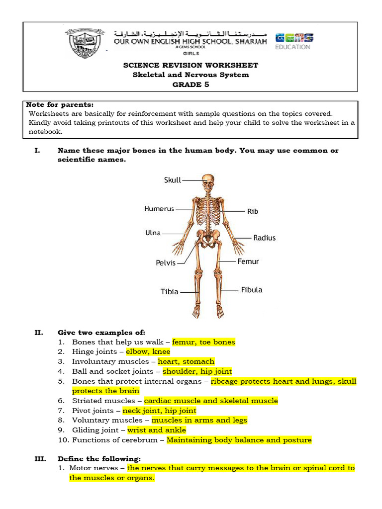 Skeletal and Nervous System - Revision | PDF
