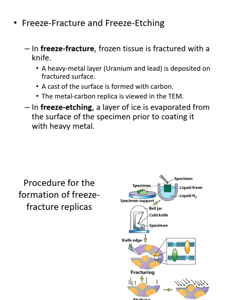 Freeze Fracture and Freeze Etching | PDF