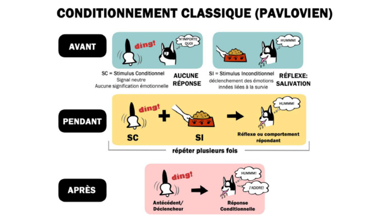 Modele Du Conditionnement Classique | PDF
