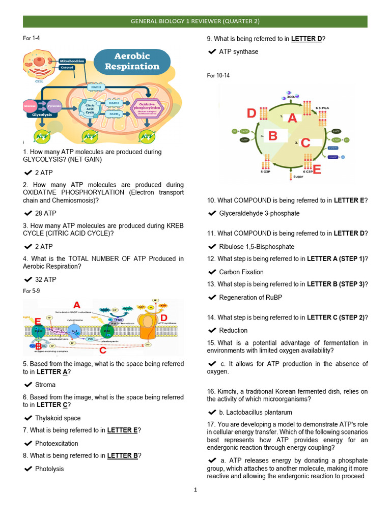 General Biology 1: ATP Production & Photosynthesis | PDF | Cellular ...