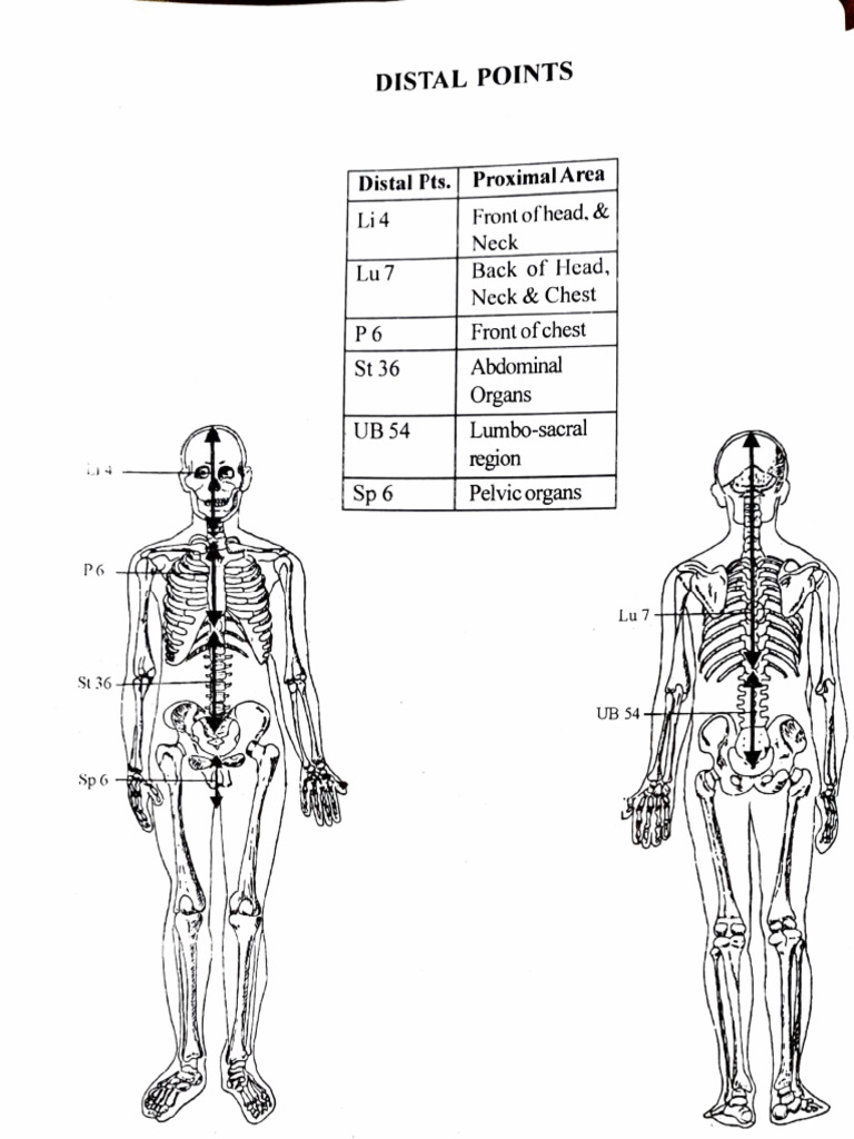 Distal, MTG Points & Law of Root N Fruit | PDF | Anatomy | Medical ...