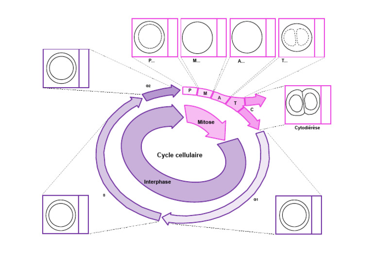 Schema Cycle Cellulaire Vide Copie | PDF