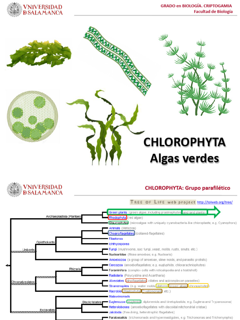 Chlorophyta 24 | PDF | Algas | Plantas