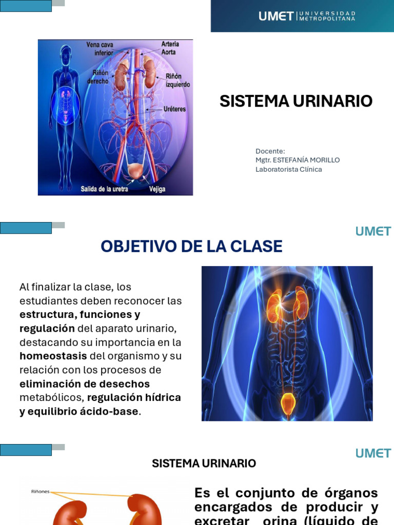 APARATO URINARIO | PDF | Riñón | Orina