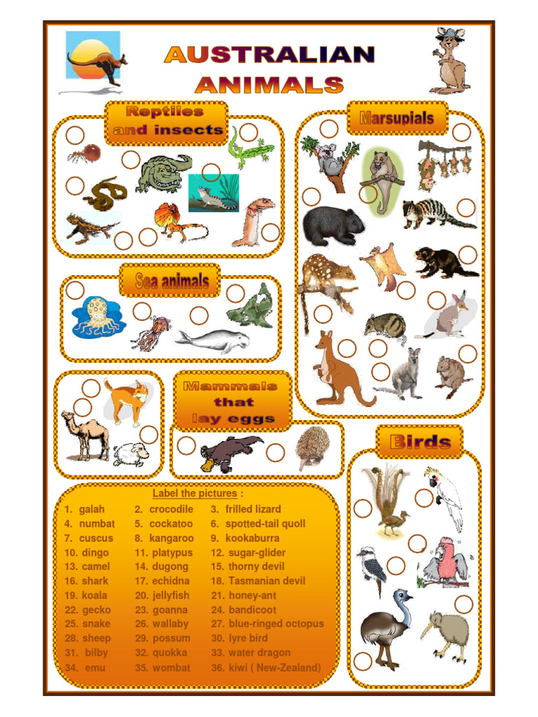 48045607-Australian-Animals-Activity | PDF