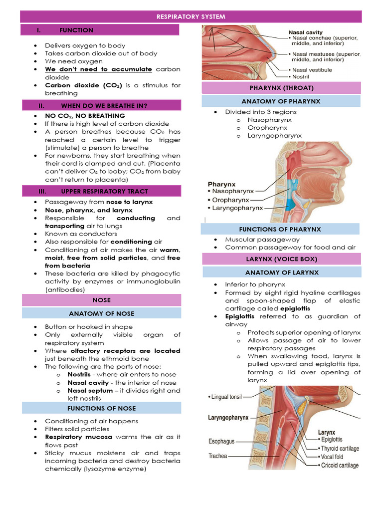 Respiratory System Reviewer | PDF | Respiratory Tract | Lung