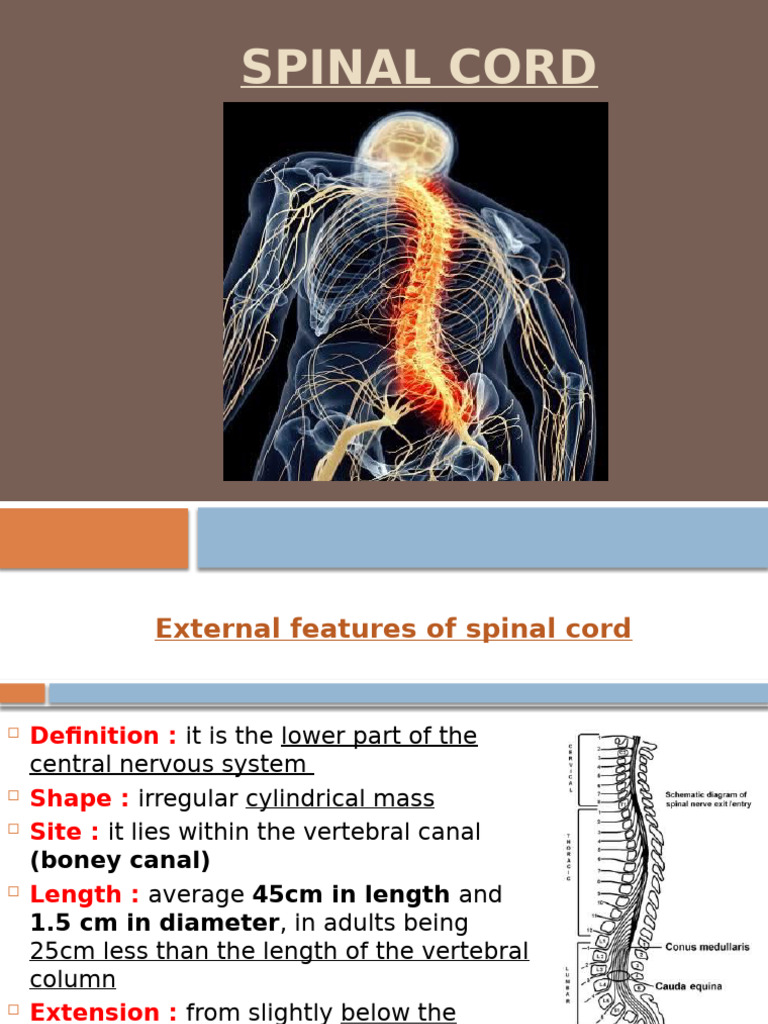 3. Spinal Cord | PDF | Vertebral Column | Spinal Cord