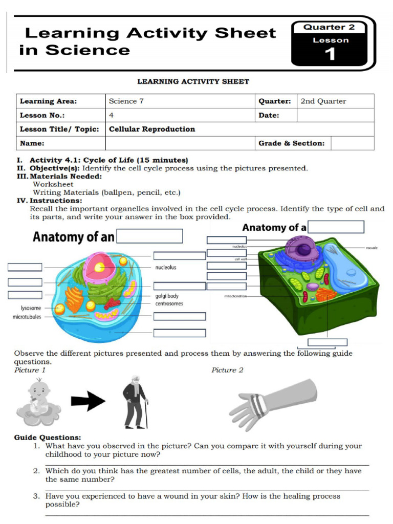 Two Types of Cell | PDF