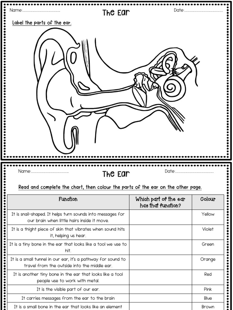 Parts of The Ear Label and Colour | PDF