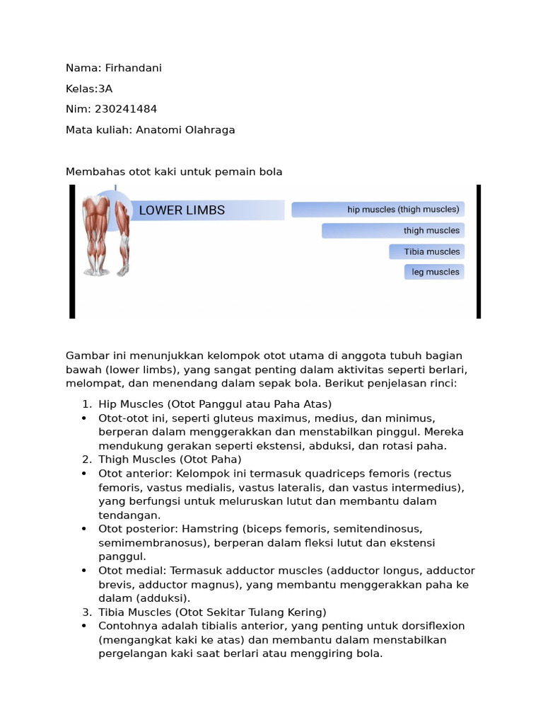 3 Muscles | PDF