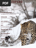 Amur Leopard English Presentation | PDF | Endangered Species | Leopard
