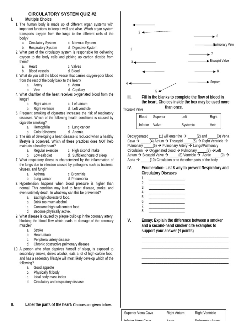 Circulatory System Quiz | PDF | Heart | Atrium (Heart)