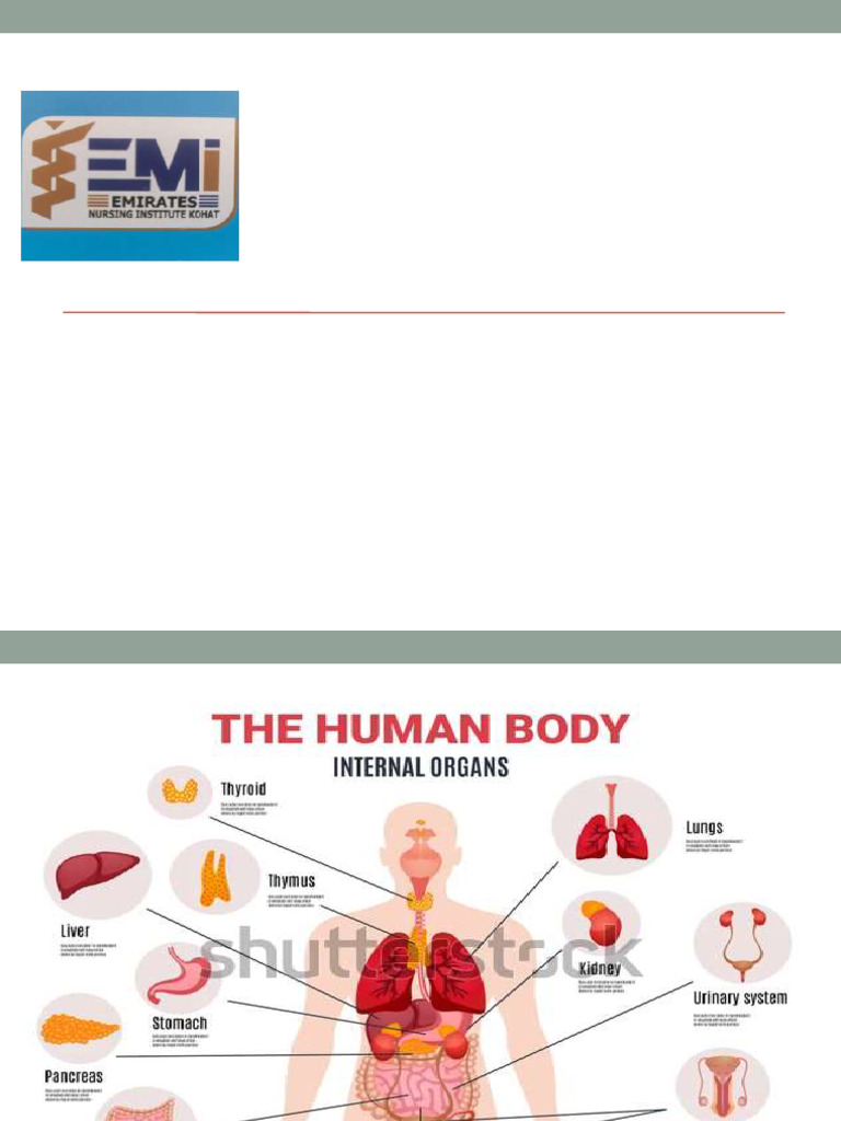 Introduction to Human Anatomy & Physiology | PDF | Human Body | Abdomen