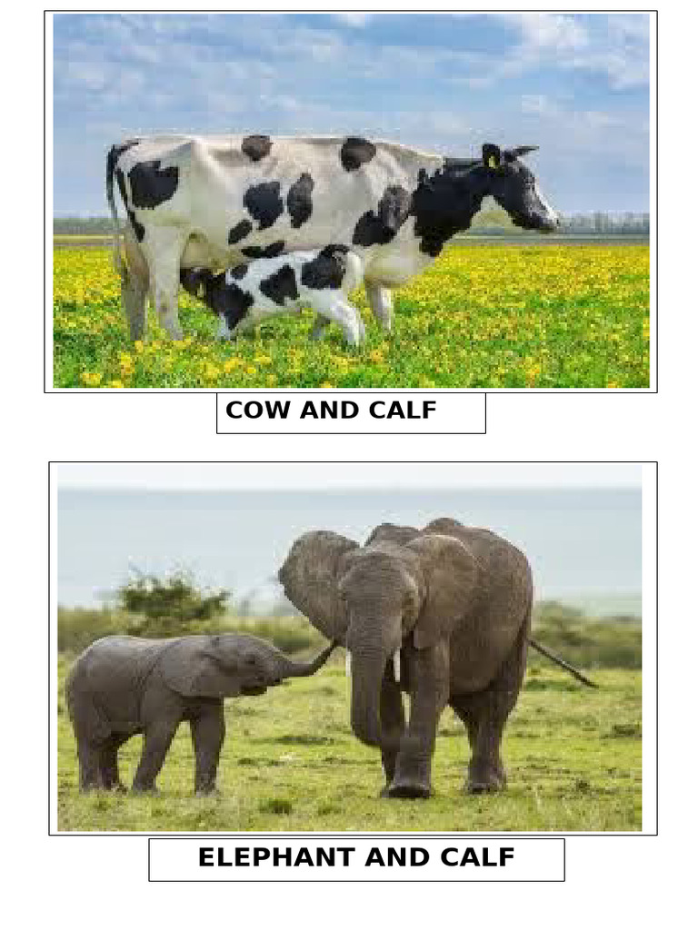 Animals and Young Ones | PDF