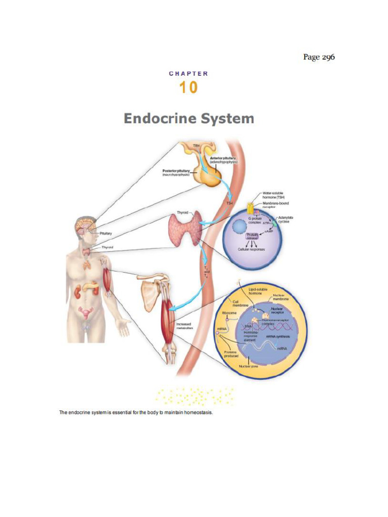 Chapter 10, Endocrine System Reviewer | PDF | Hormone | Pancreas