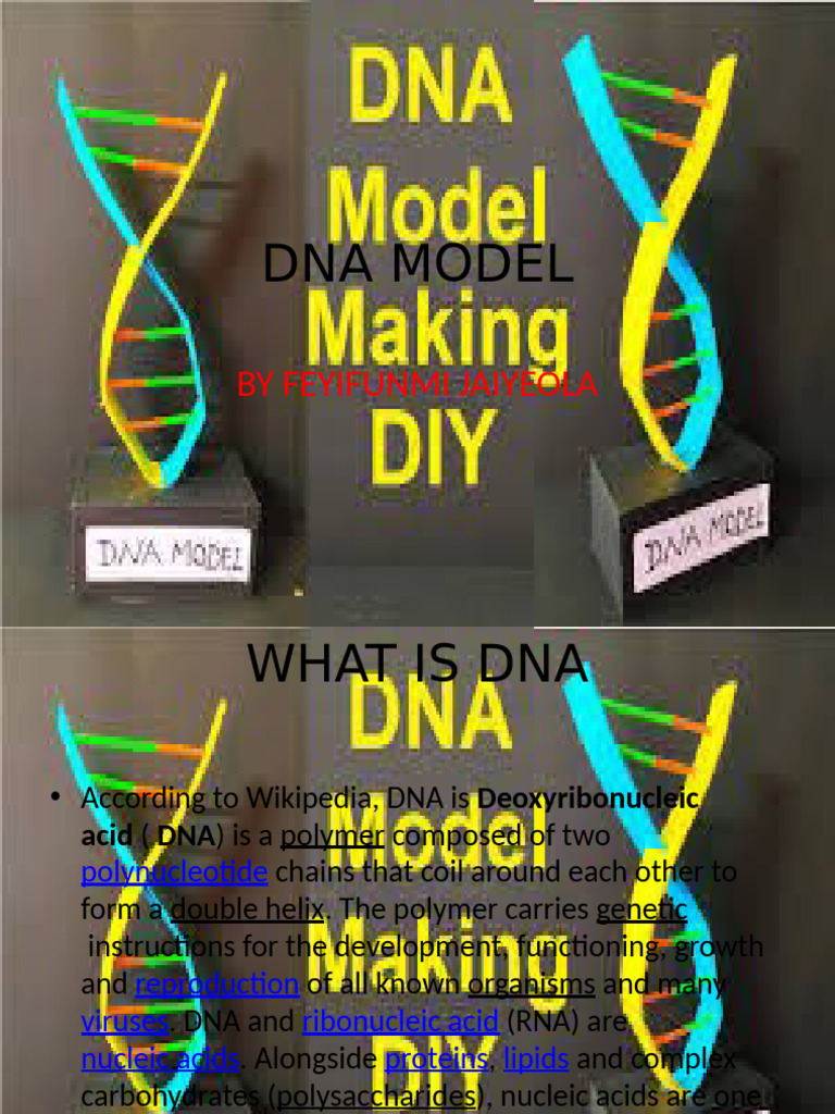 Dna Model Project | PDF | Dna | Directionality (Molecular Biology)